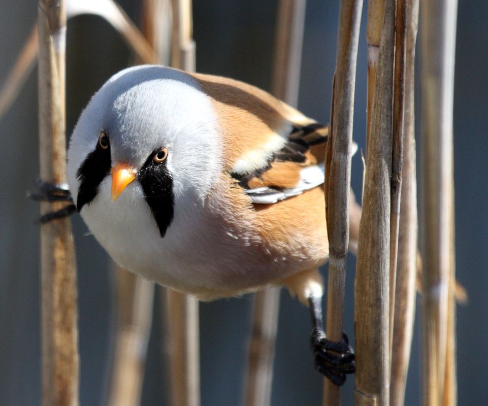 AVES DEL CIELO - BIRDS OF HEAVEN: PANURUS BIARMICUS-BIGOTUDO ESPECIAL ...